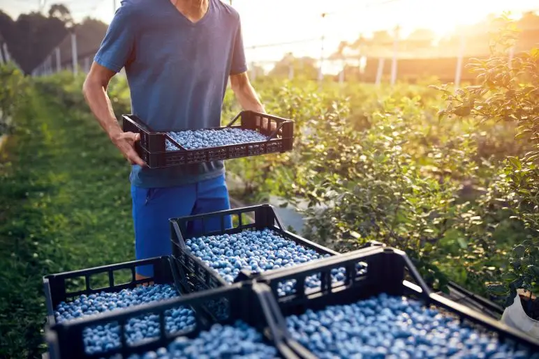 Le printemps tardif augure bien pour la Bleuetière Pouliot Chibougamau ...